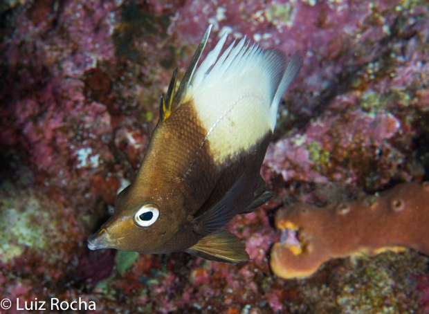 Understanding Ascension: The road less traveled | Reef Builders | The ...