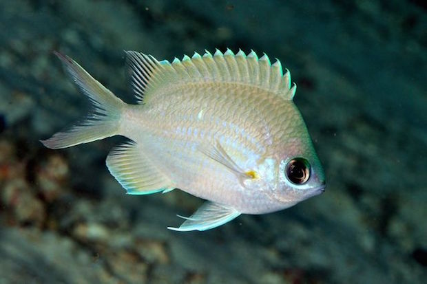 The ABCs of deepwater Chromis | Reef Builders | The Reef and Saltwater ...