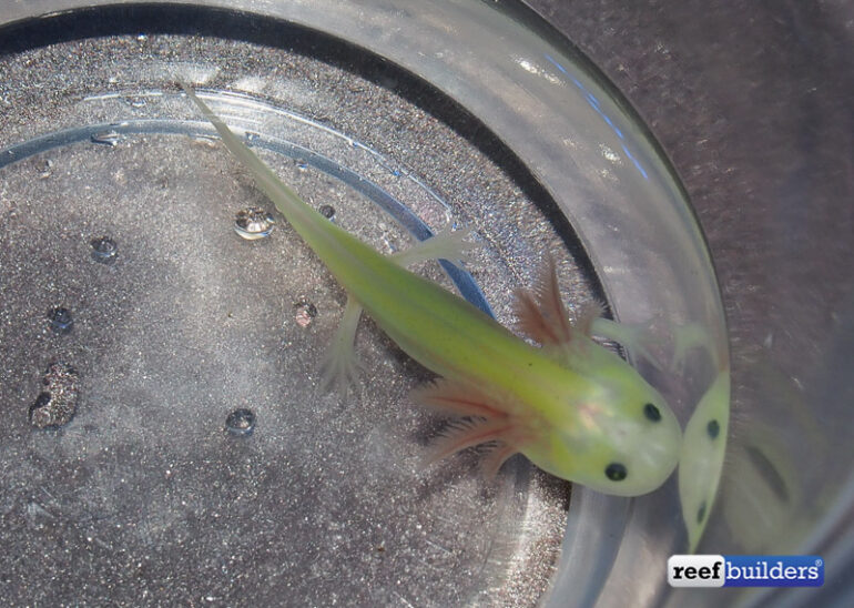 Fluorescent green axolotl is a curious oddity for MACNA | Reef Builders ...
