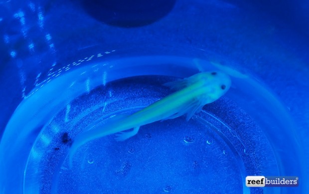Fluorescent green axolotl is a curious oddity for MACNA | Reef Builders ...