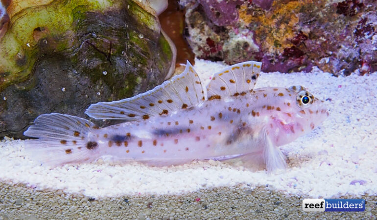 Fusigobius, Transparent Cave Goby now available from ORA | Reef ...