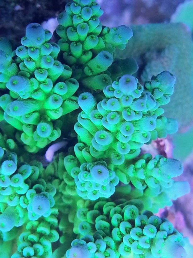 How to grow the most colorful SPS corals | Reef Builders | The Reef and ...