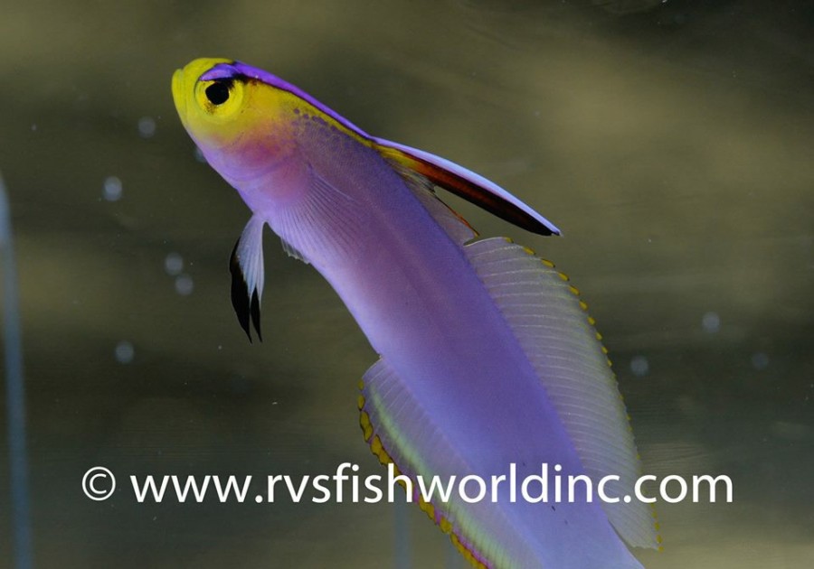 Helfrich’s firefish discovered in the Philippines | Reef Builders | The ...