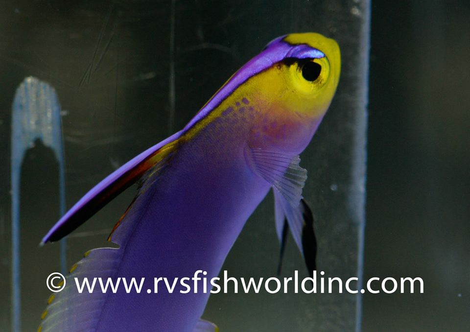 Helfrich’s firefish discovered in the Philippines | Reef Builders | The ...