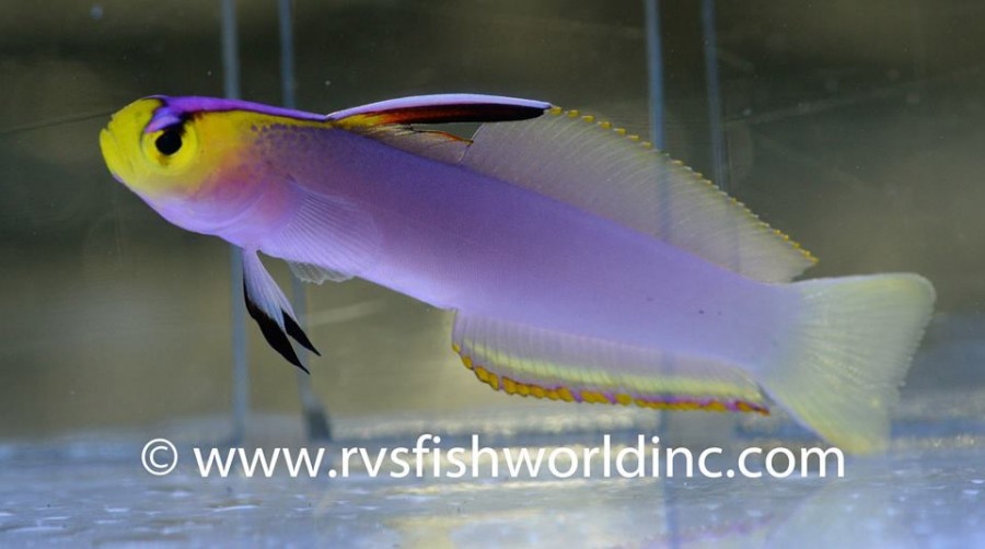 Amazing First Pictures of Helfrich Firefish Hybrid (Updated w/ Video ...