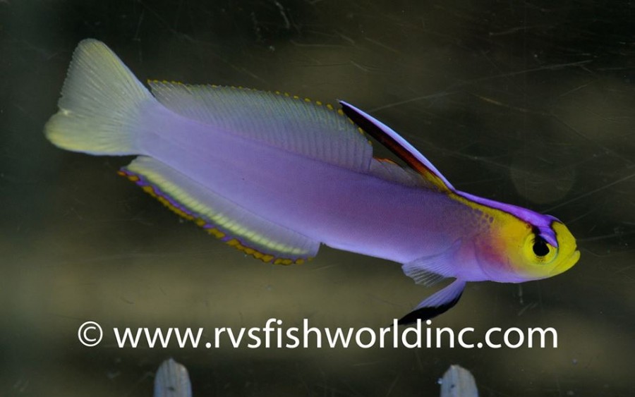 Helfrich’s firefish discovered in the Philippines | Reef Builders | The ...
