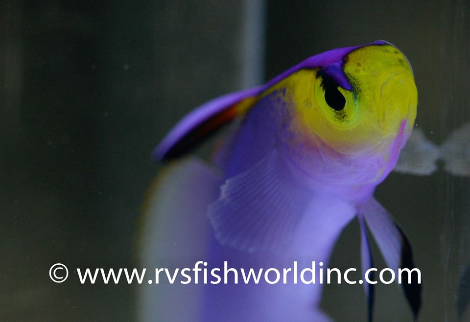 Helfrich’s firefish discovered in the Philippines | Reef Builders | The ...