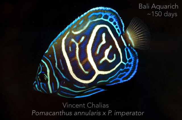 Another look at the captive-bred emperor x annularis angelfish hybrid ...