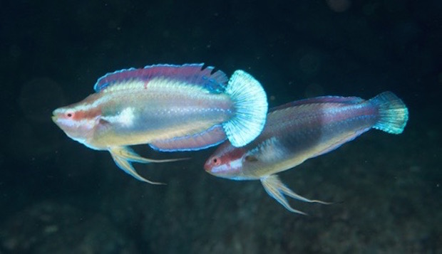 3.2 Fairy Wrasses: The temminckii group | Reef Builders | The Reef and ...