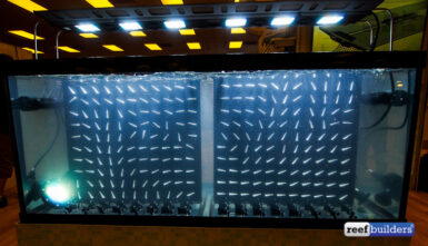 MaxSpect uses novel method to demonstrate water flow | Reef Builders ...