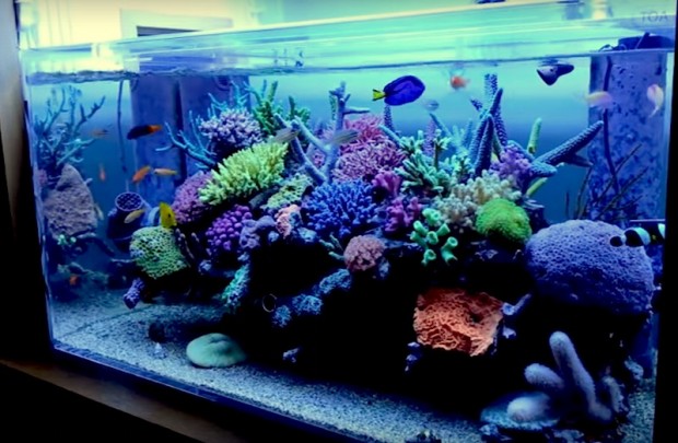 Mizune has a perfect little reef tank | Reef Builders | The Reef and ...