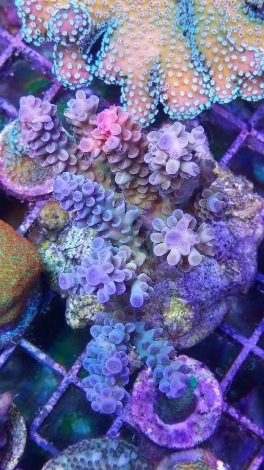 How to grow the most colorful SPS corals | Reef Builders | The Reef and ...