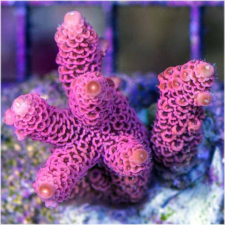 How to grow the most colorful SPS corals | Reef Builders | The Reef and ...