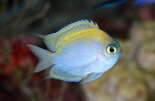 The ABCs of deepwater Chromis | Reef Builders | The Reef and Saltwater ...