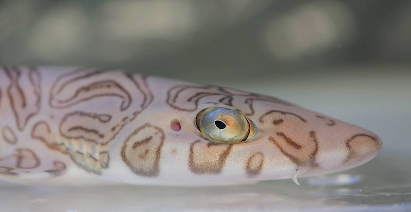 Sensational new ‘Mandarin’ cat shark collected in Philippines (updated ...