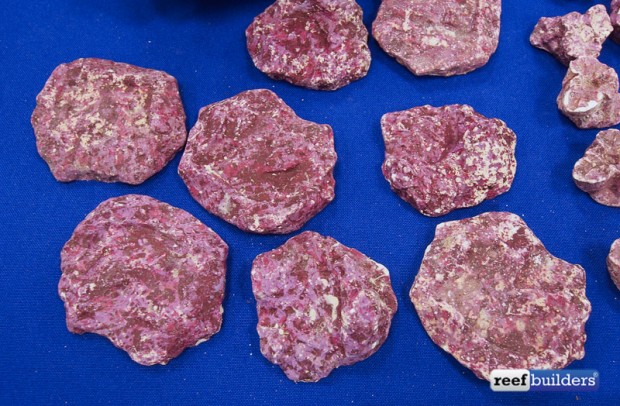 Corals can be grown on so much more than frag plugs | Reef Builders ...