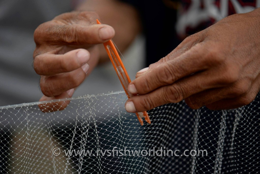 RVS Fishworld spearheads Filipino net training and licensing program ...