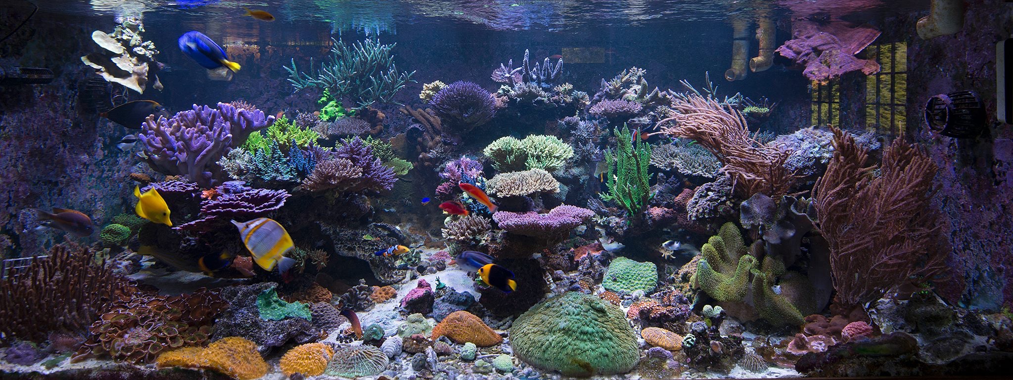 How to grow the most colorful SPS corals | Reef Builders | The Reef and ...