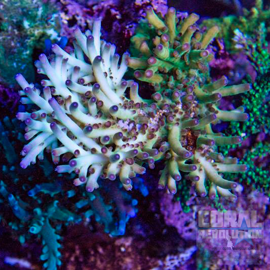 Deeper look at some recent deep water acros | Reef Builders | The Reef ...