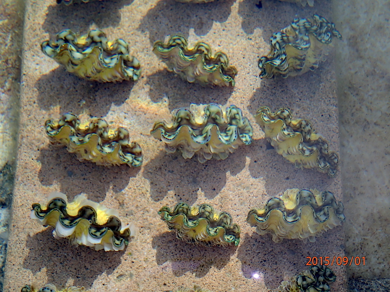 ORA is serving up some fantastic hybrid maxima clams | Reef Builders ...