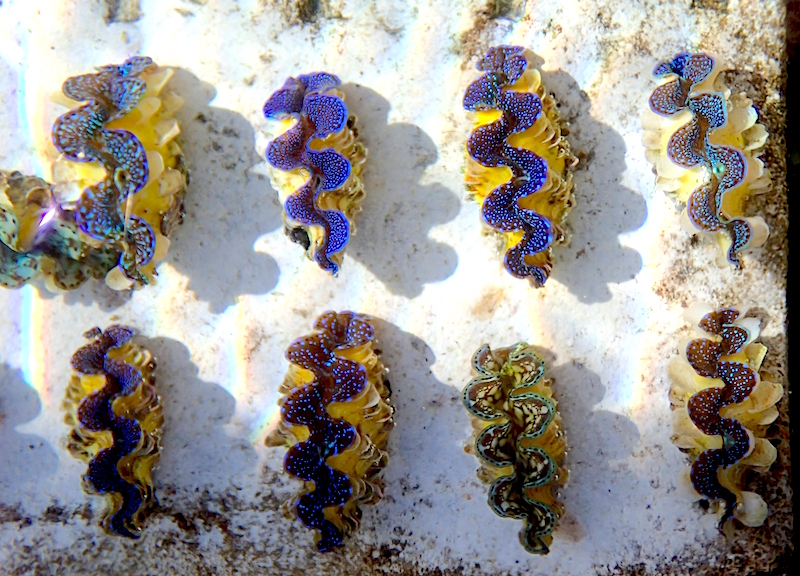ORA is serving up some fantastic hybrid maxima clams | Reef Builders ...