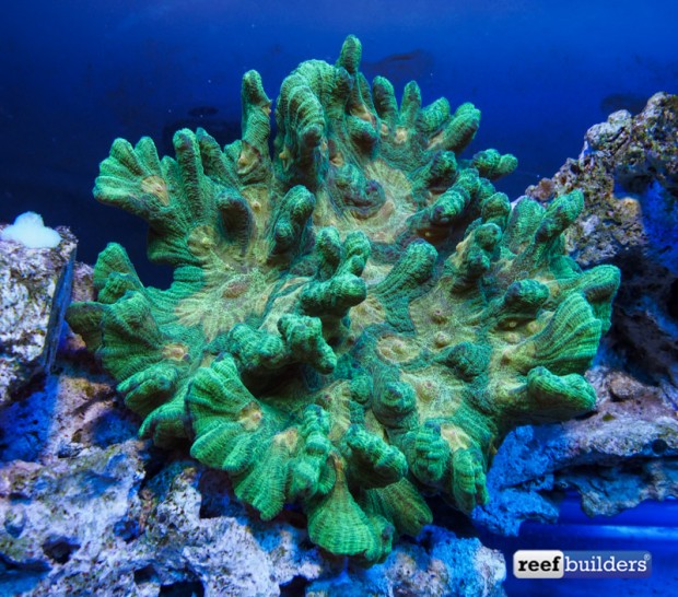Easy corals: The Space Invader Pectinia | Reef Builders | The Reef and ...