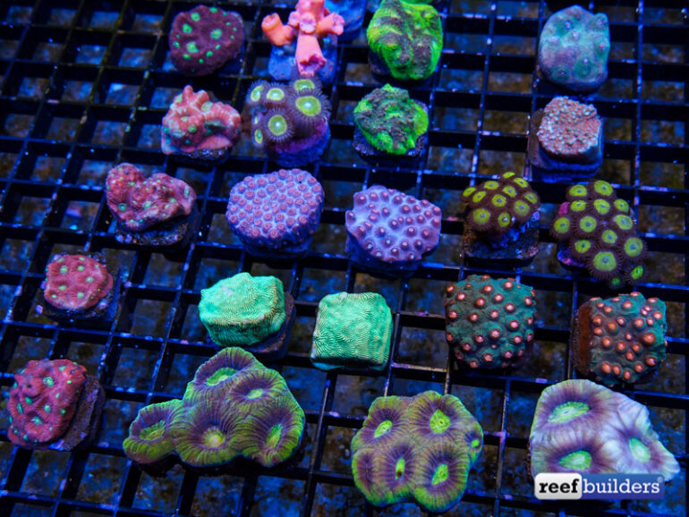 What is a Coral Frag? | Reef Builders | The Reef and Saltwater Aquarium ...