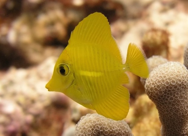 Captive bred yellow tangs inching closer to reality | Reef Builders ...