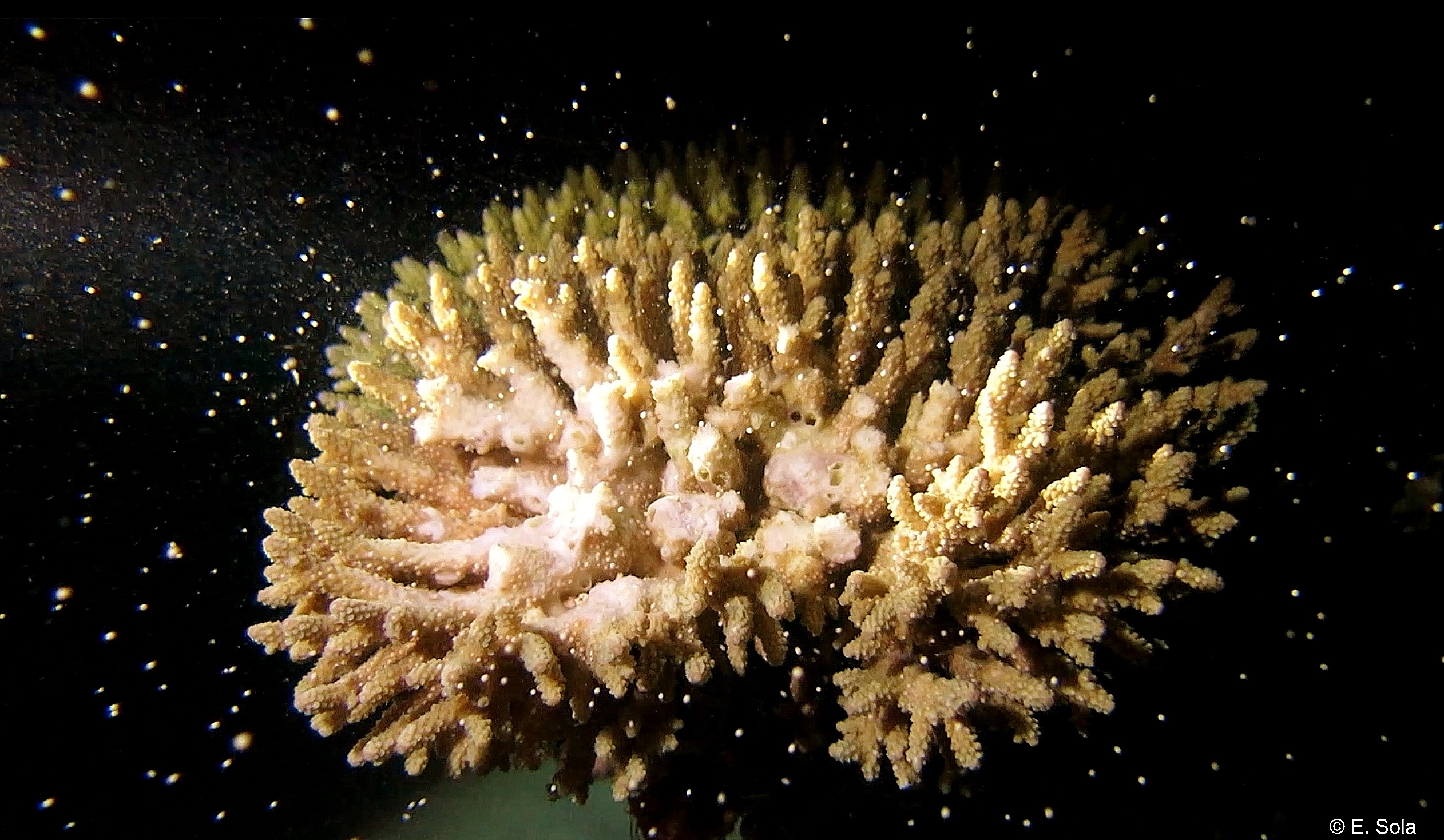 Annual Coral Mass Spawning in Mozambique | Reef Builders | The Reef and ...