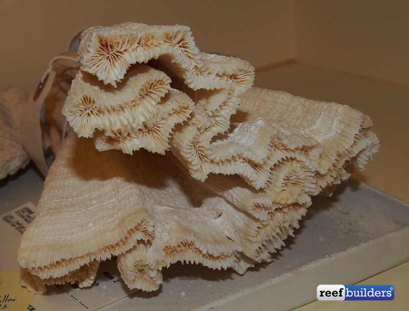 A visit to the Smithsonian Institution’s vast coral collection | Reef ...