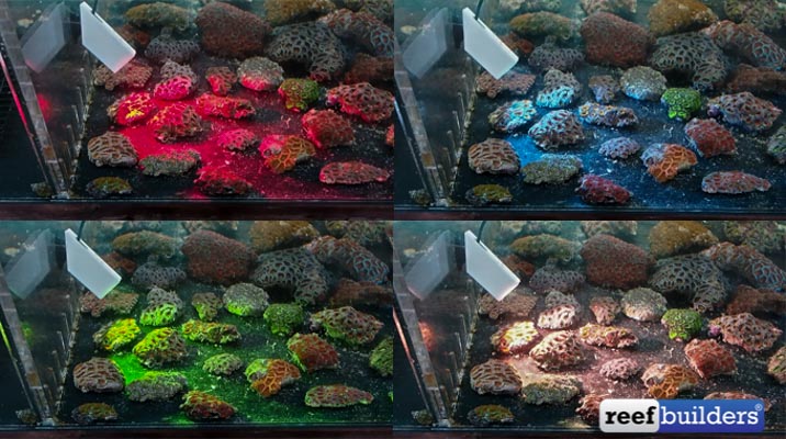 Hands on with the Fluval Prism Color Max Accent LED | Reef Builders ...