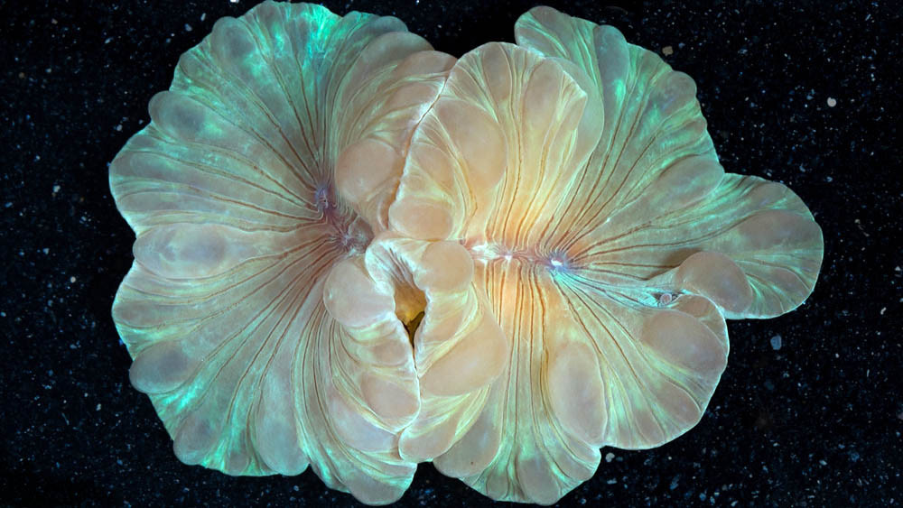 Unseen corals: Plerogyra discus, the lovechild of fox and bubble corals ...