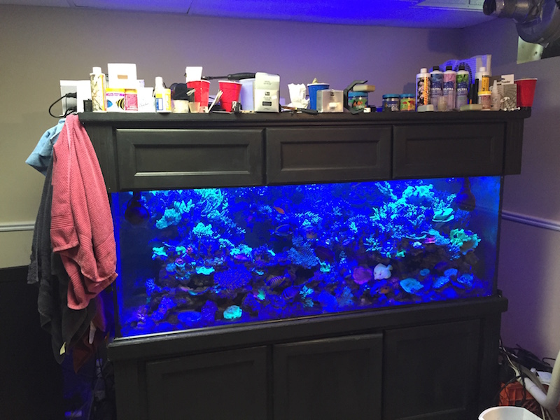 Reef Tank Aesthetics: A forgotten Aspect of the Viewing Experience ...