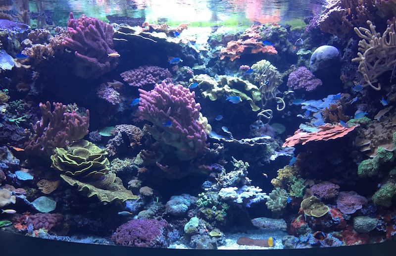 Aquarium of the Pacific in Long Beach California | Reef Builders | The ...