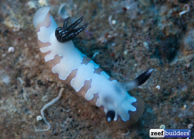 Meet the tiniest “Sea Bunny” you ever did see | Reef Builders | The ...