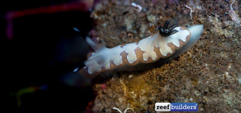 Meet the tiniest “Sea Bunny” you ever did see | Reef Builders | The ...