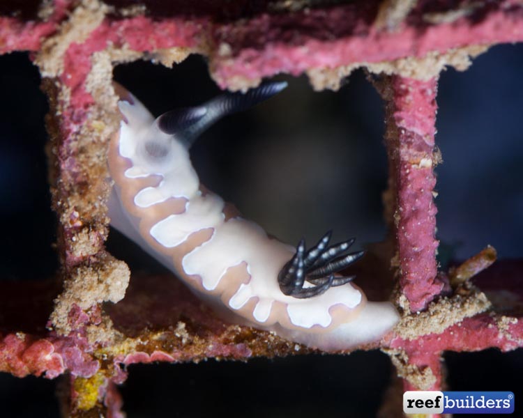 Meet the tiniest “Sea Bunny” you ever did see | Reef Builders | The ...