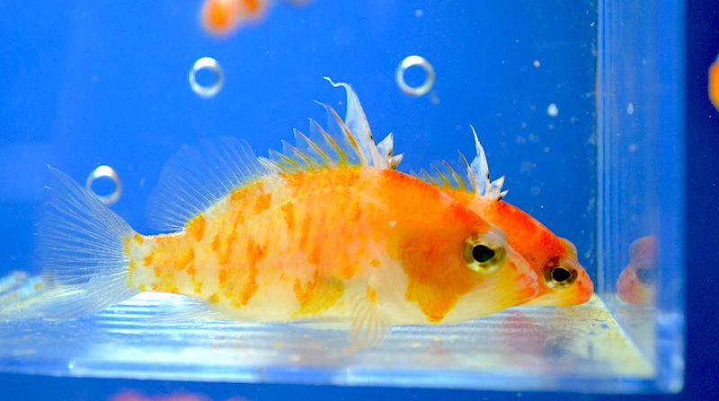 House of Fins 58th anniversary SPLASH sale this weekend in Greenwich CT ...