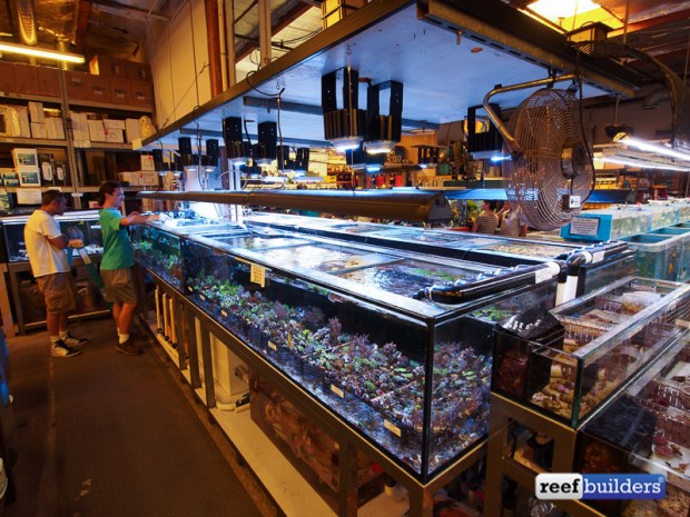 San Diego LFS demonstrate that this city is ready for MACNA | Reef ...