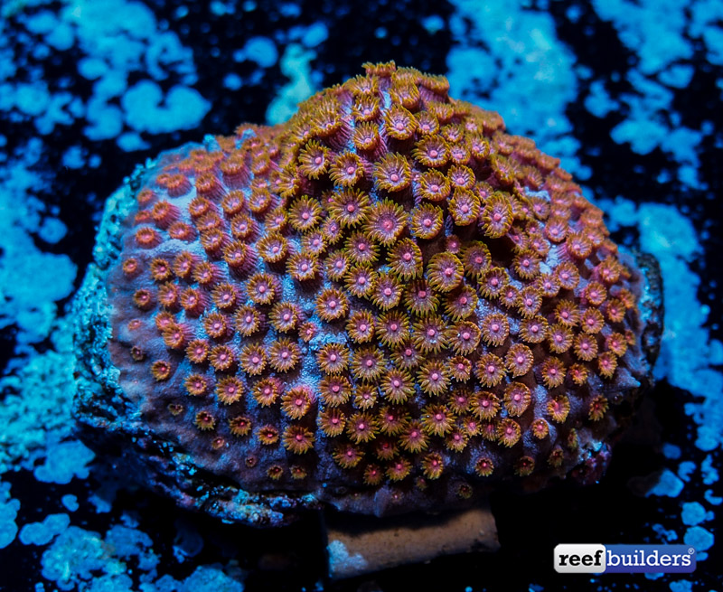 Cyphastrea is the perfect aquarium coral | Reef Builders | The Reef and ...