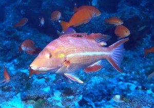 The Coolest Hawaiian reef fish get visually checklisted in this Kure ...
