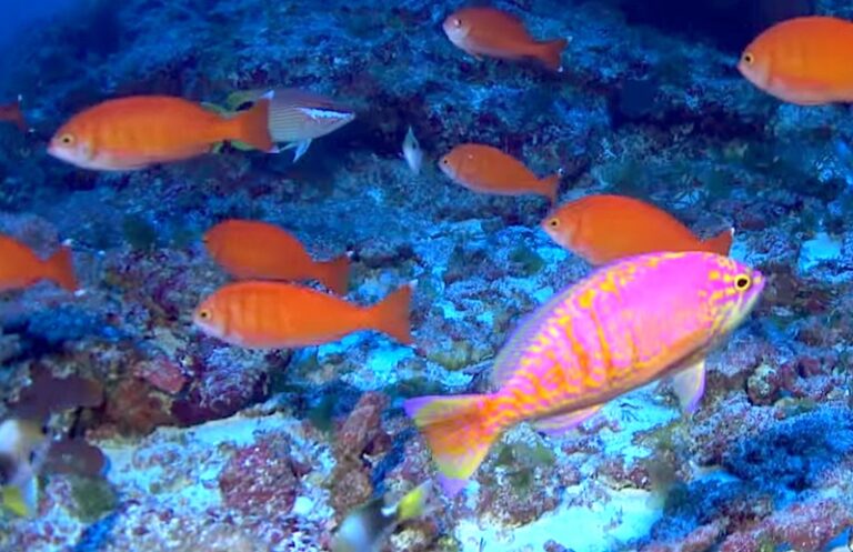 The Coolest Hawaiian reef fish get visually checklisted in this Kure ...