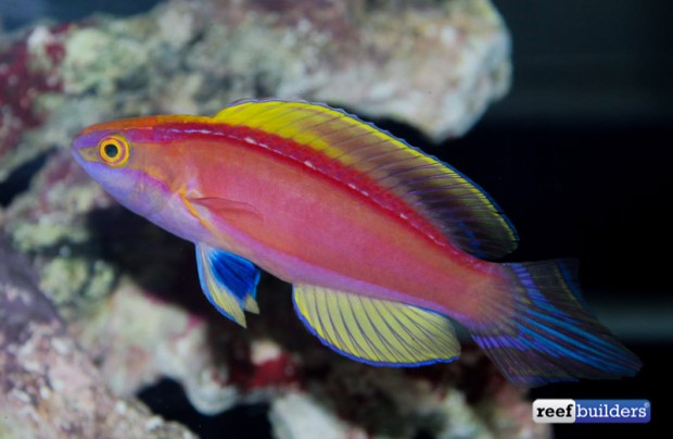 Awesome Fish Spotlight: Cirrhilabrus roseafascia from the Coral Sea ...