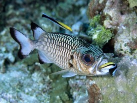 Cleaner wrasses are vitally important to the health of reef fish | Reef ...