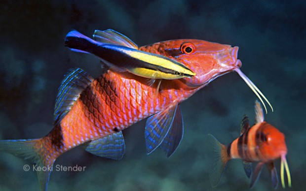 Cleaner wrasses are vitally important to the health of reef fish | Reef ...