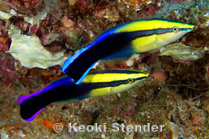 Cleaner wrasses are vitally important to the health of reef fish | Reef ...