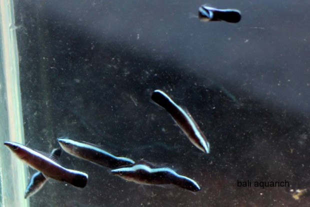 Cleaner wrasses are vitally important to the health of reef fish | Reef ...