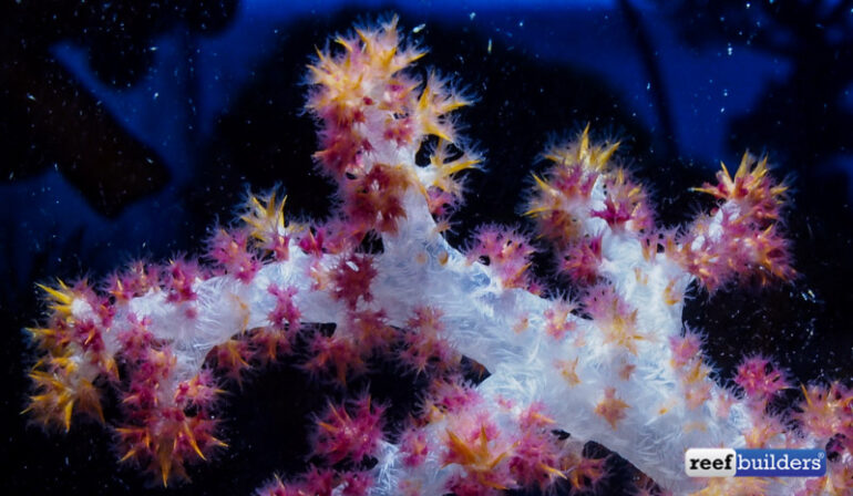 Preliminary success with Dendronephthya carnation corals | Reef ...