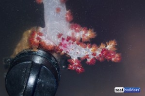 Preliminary success with Dendronephthya carnation corals | Reef ...