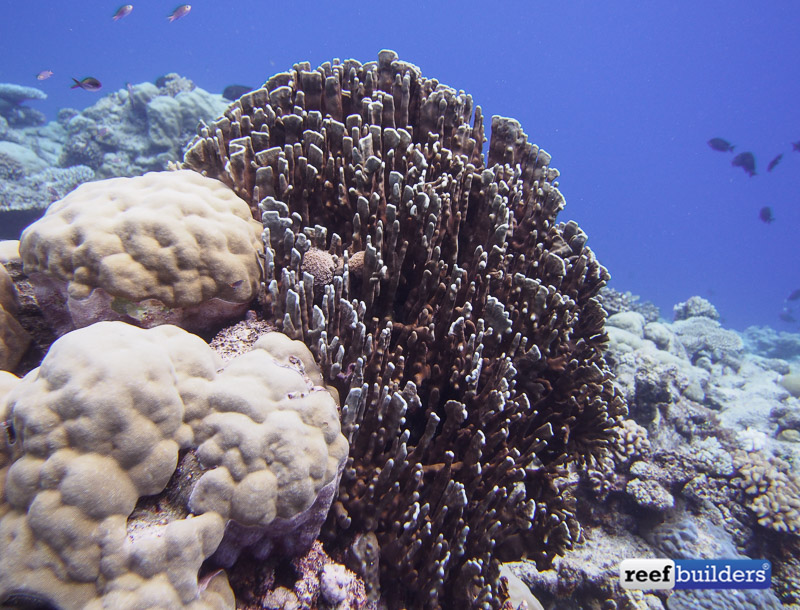 There’s probably more than one species of blue ridge coral, Heliopora ...